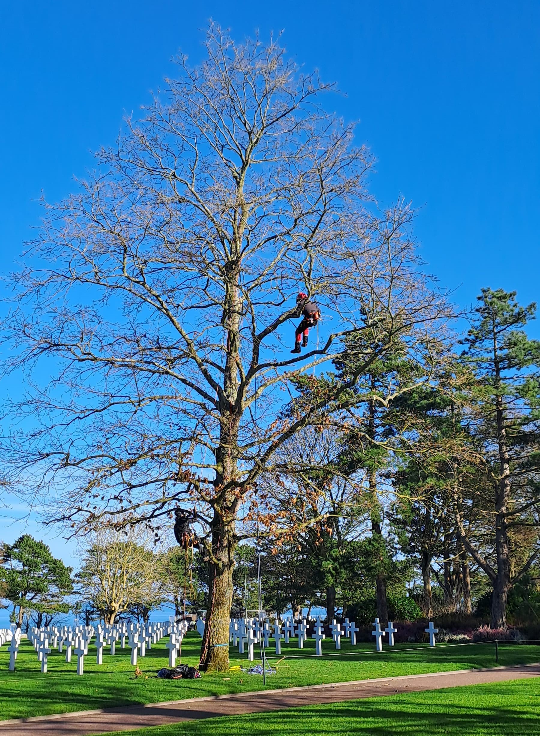 Normandy American Cemetery staff complete arborist certification ...